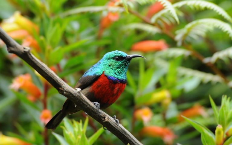 Bird species of Nyungwe National park Rwanda- Plant species of Nyungwe
