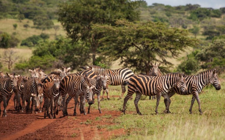 What is Rwanda famous for - Is it mountain gorillas or Nyungwe forest?
