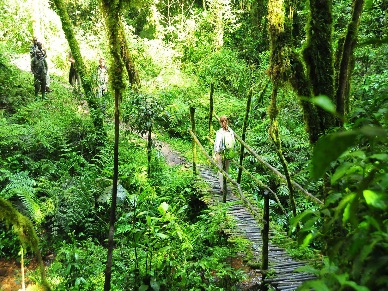 Hiking trails in Nyungwe forest national park- Best Time To Explore