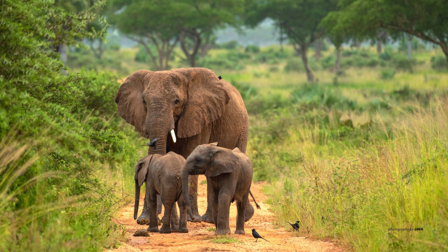 Reasons to visit Akagera national park- Best accommodation facilities